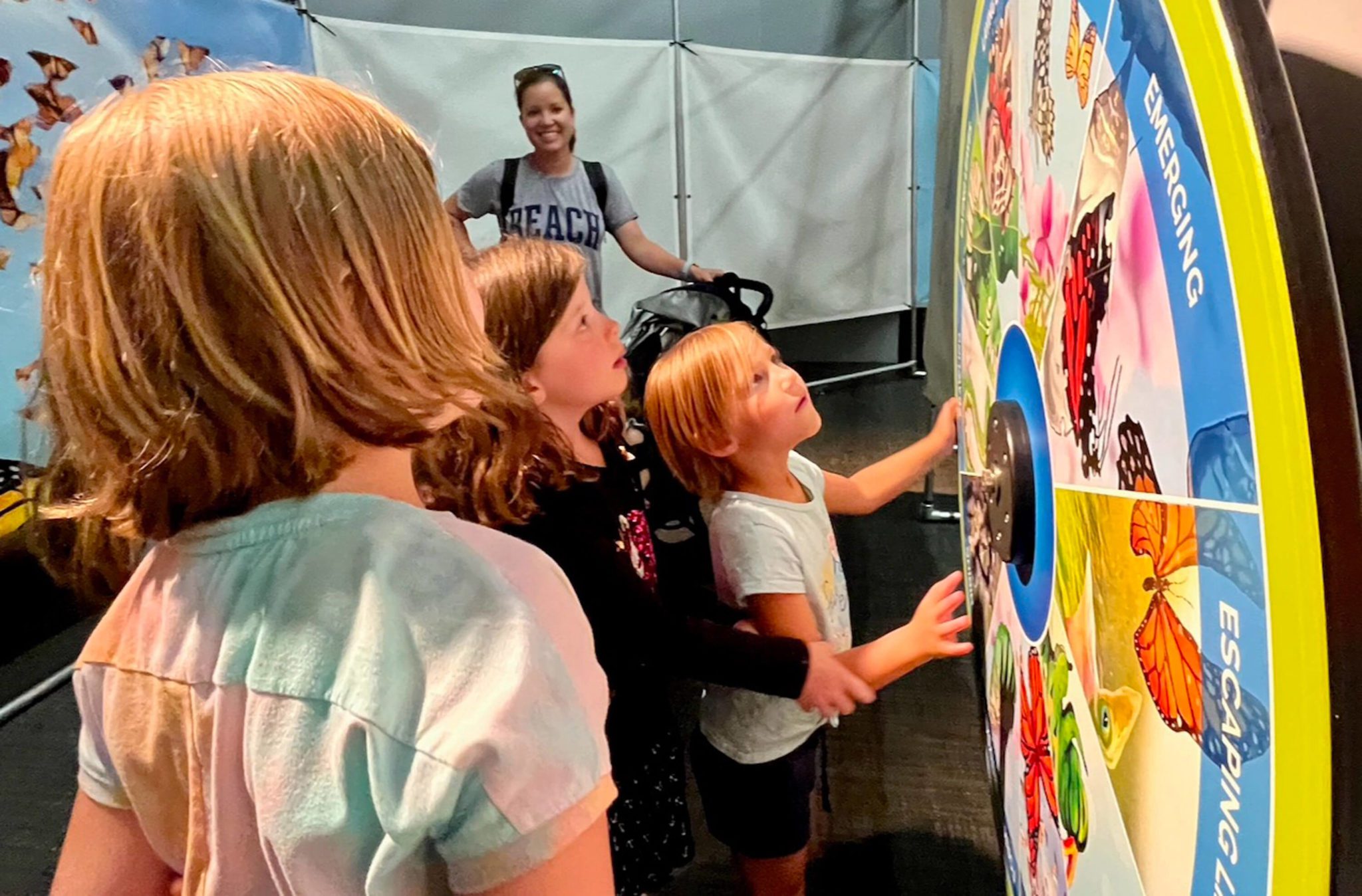 Amazing Butterflies - Take flight with this exhibition!