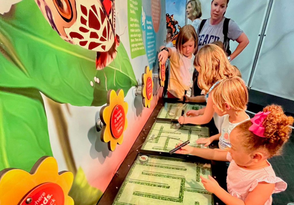 Amazing Butterflies - Take flight with this exhibition!